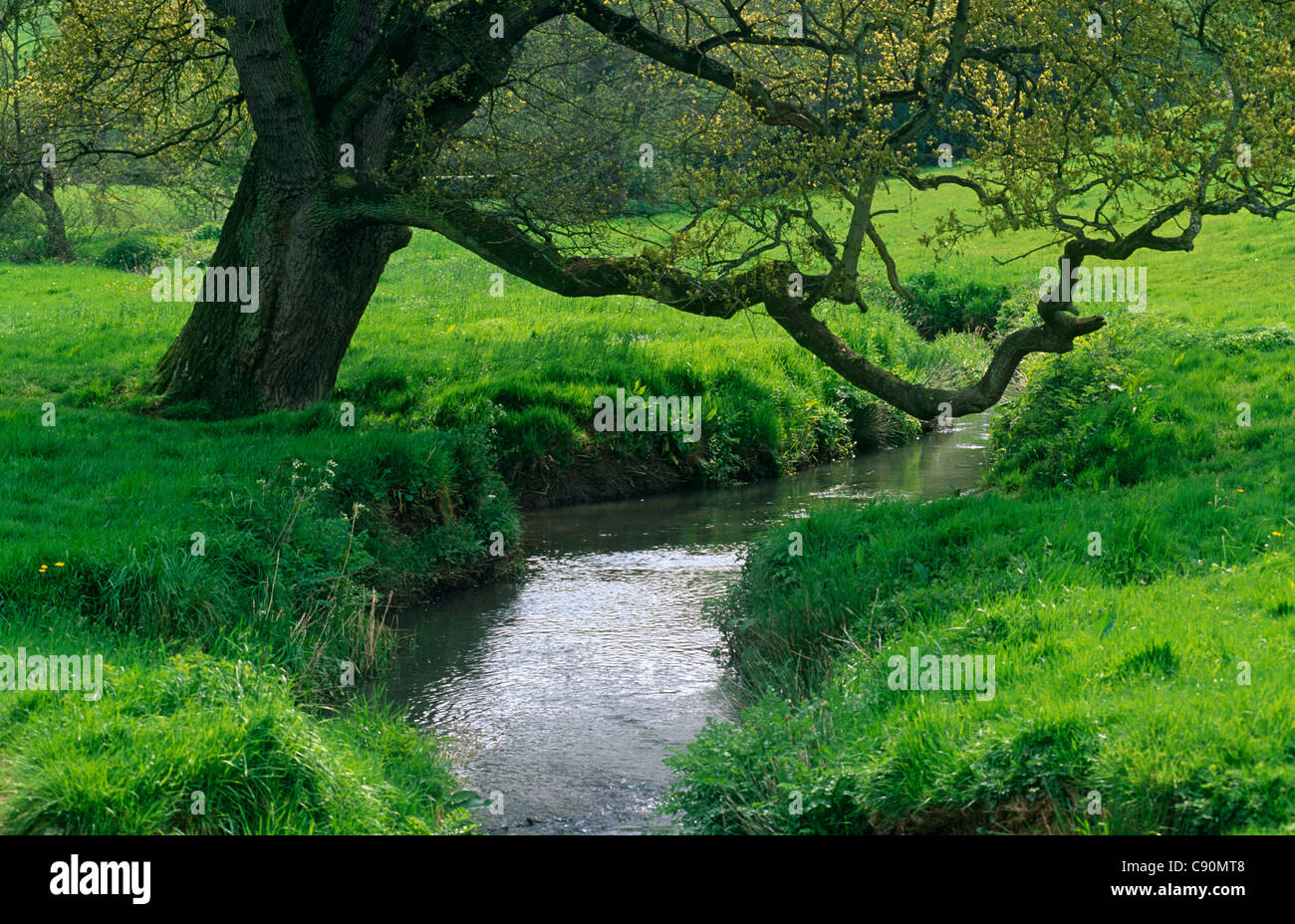 Oak trees are traditional English trees and some of the ones planted in ...