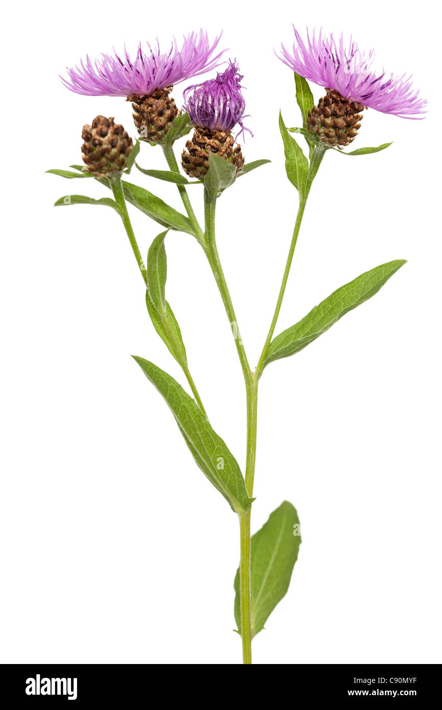 Purple cornflower hi-res stock photography and images - Alamy