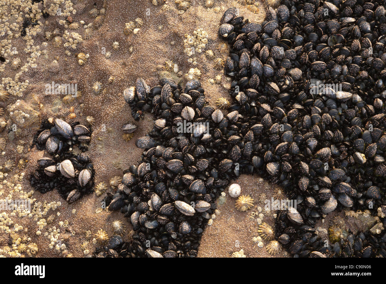 Colony of shells hi-res stock photography and images - Alamy