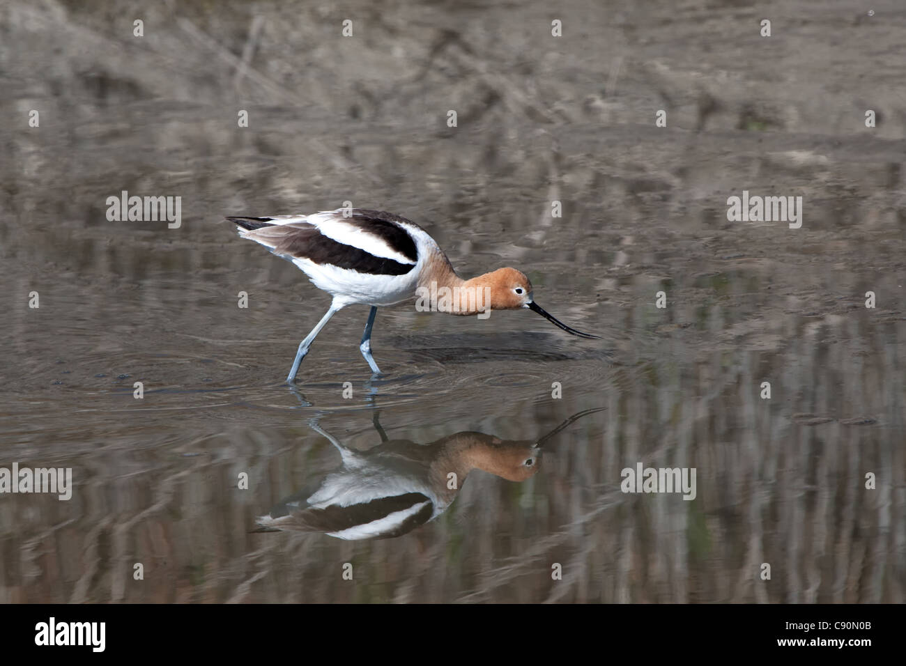 American avocet colours hi-res stock photography and images - Alamy