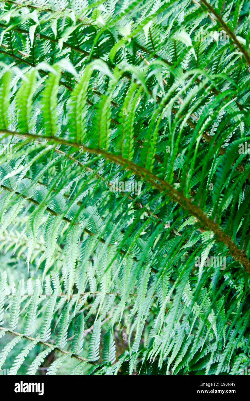 foliage of fern plant Stock Photo - Alamy