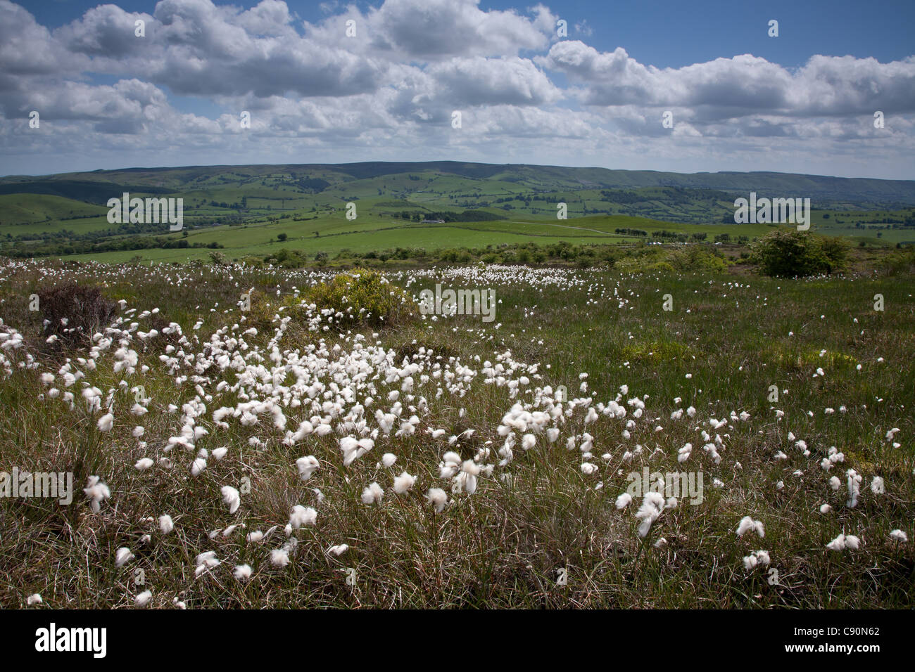 Bog Cotton, Eriophorum angustifolium, Shropshire Hills Stock Photo - Alamy