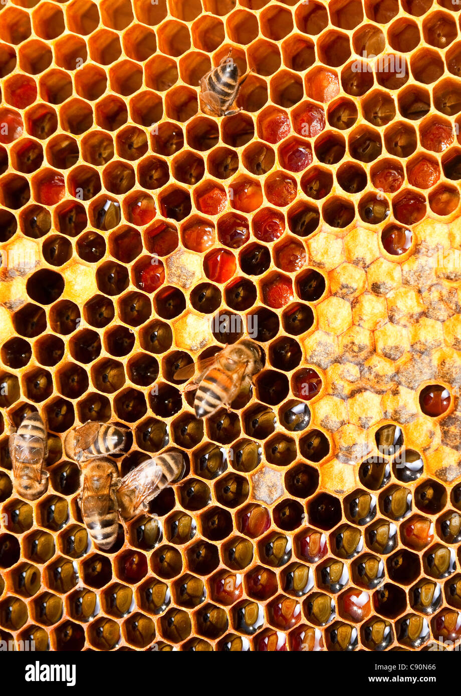 Insects bee working on honeycomb closeup view Stock Photo - Alamy