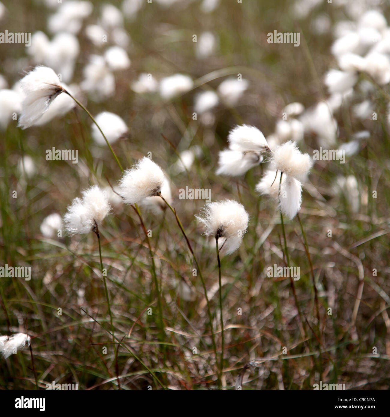 Bog Cotton, Eriophorum angustifolium Stock Photo - Alamy