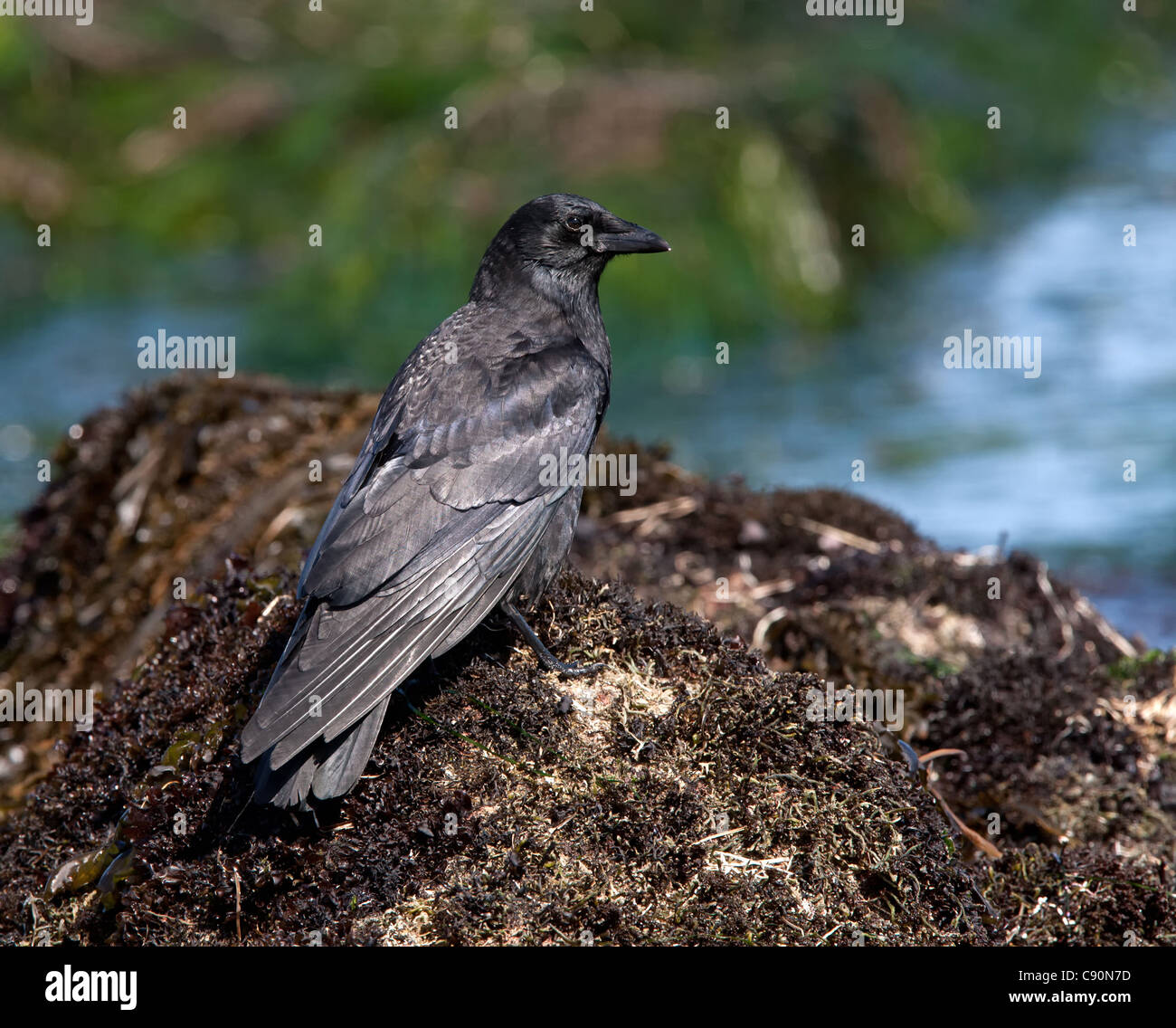 Crow eyes berries hi-res stock photography and images - Alamy