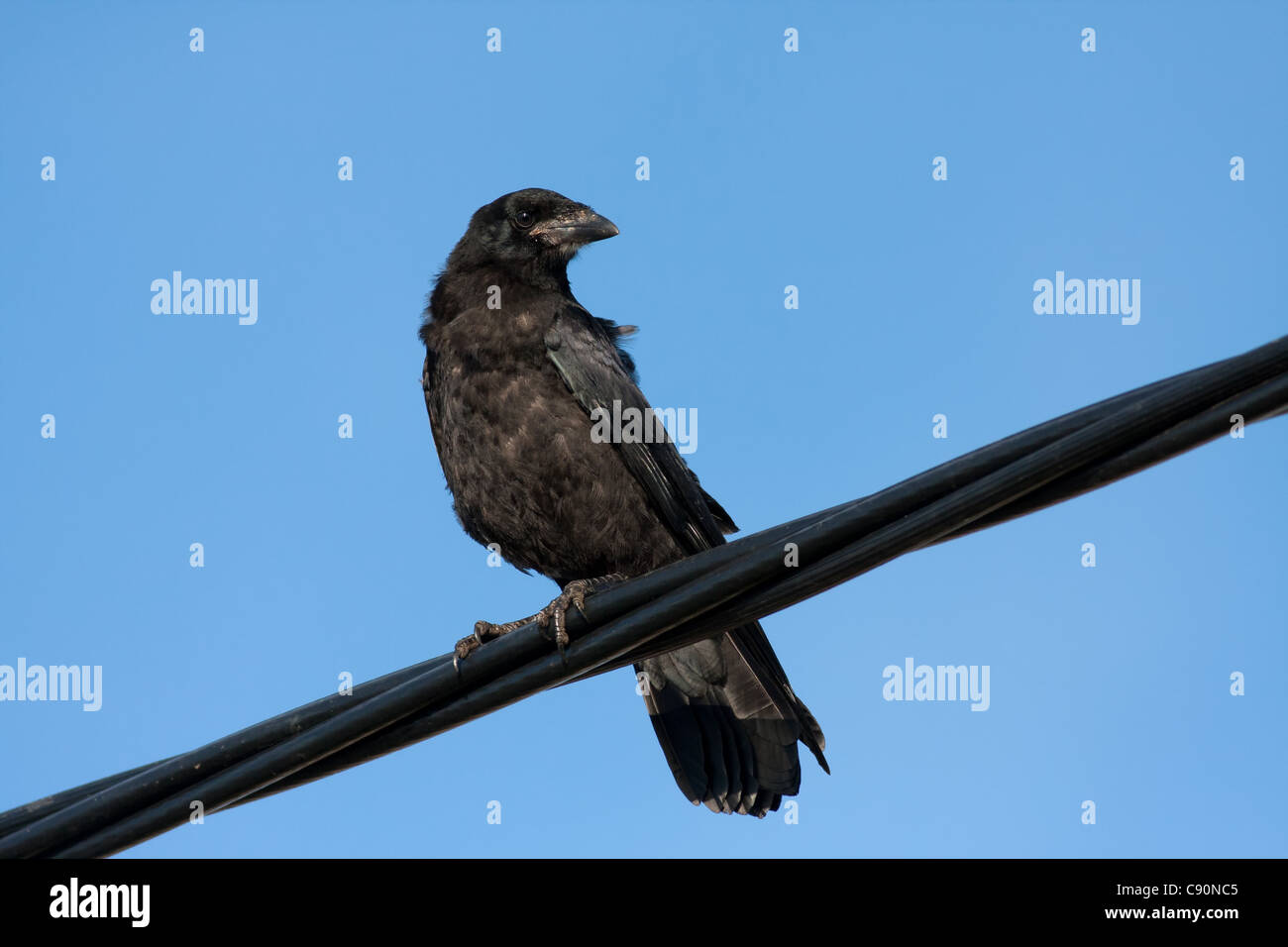 Crow eyes berries hi-res stock photography and images - Alamy
