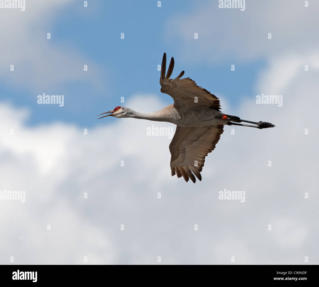 Crane bird california hi-res stock photography and images - Alamy