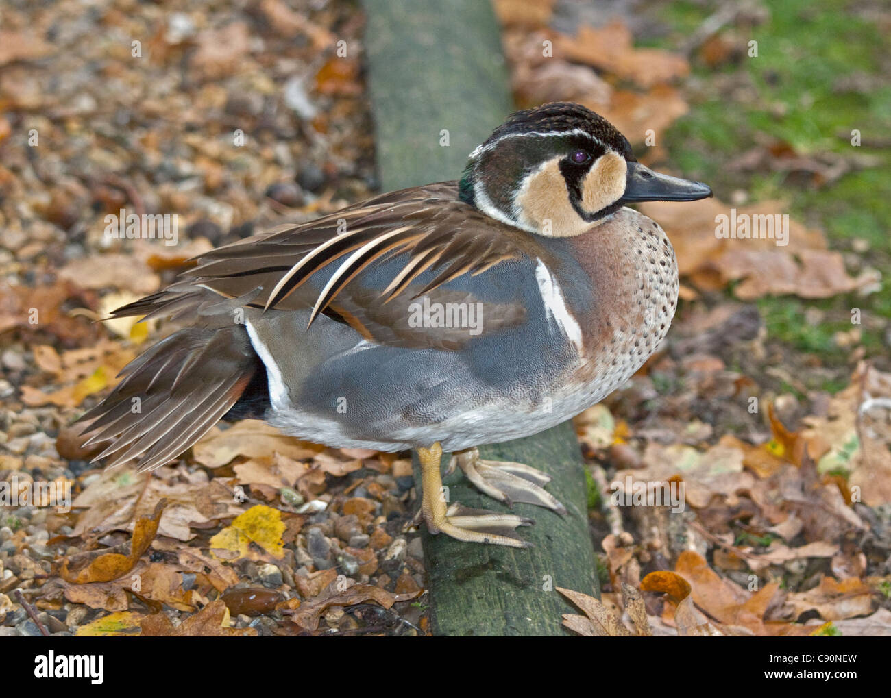 Baikal Teal (anas formosa), UK Stock Photo - Alamy