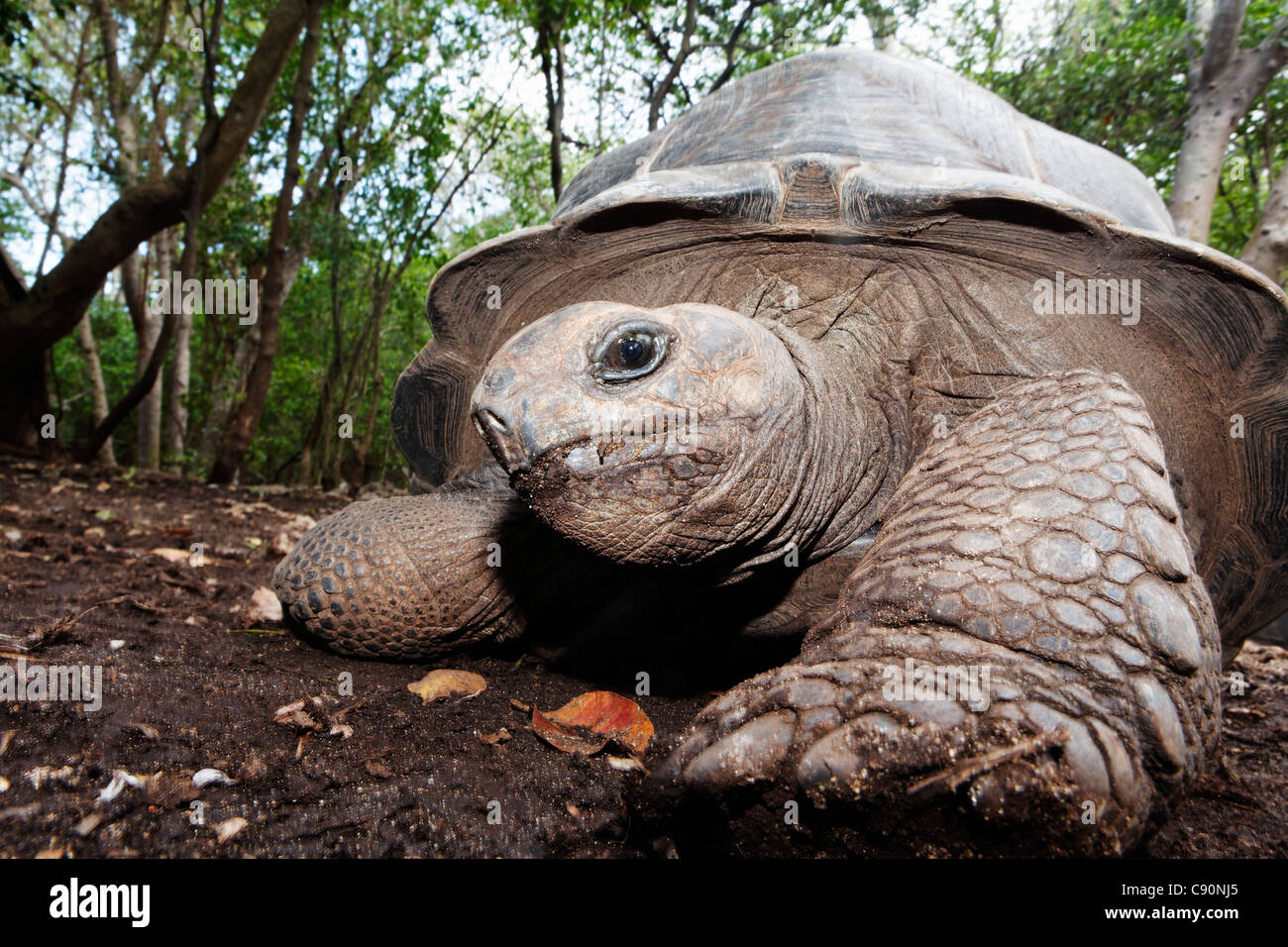 Giant turtle at giant turtle sanctuary, Changu Island, Prison Island ...