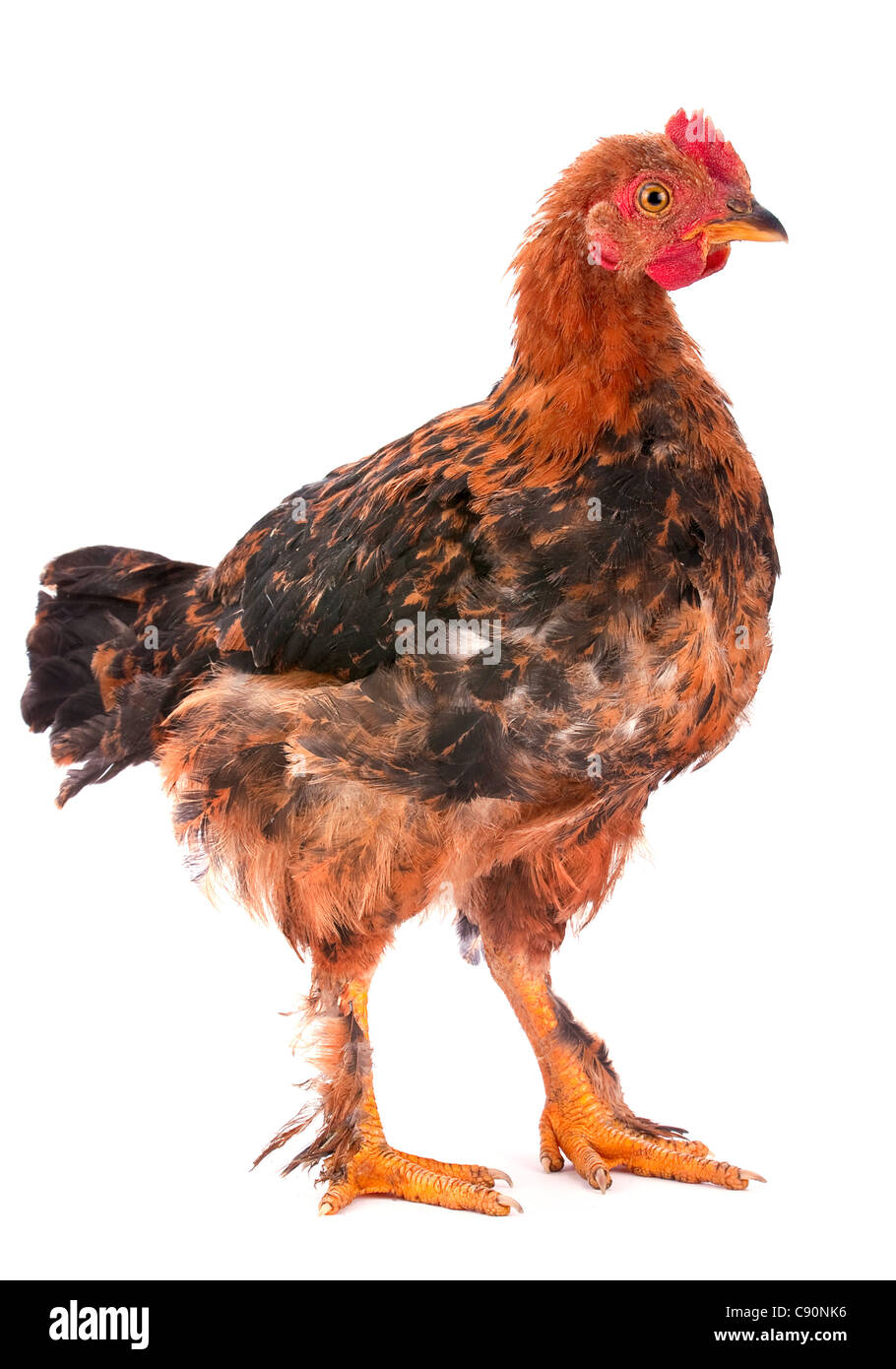 Baby rooster farm bird shot in studio on white Stock Photo - Alamy