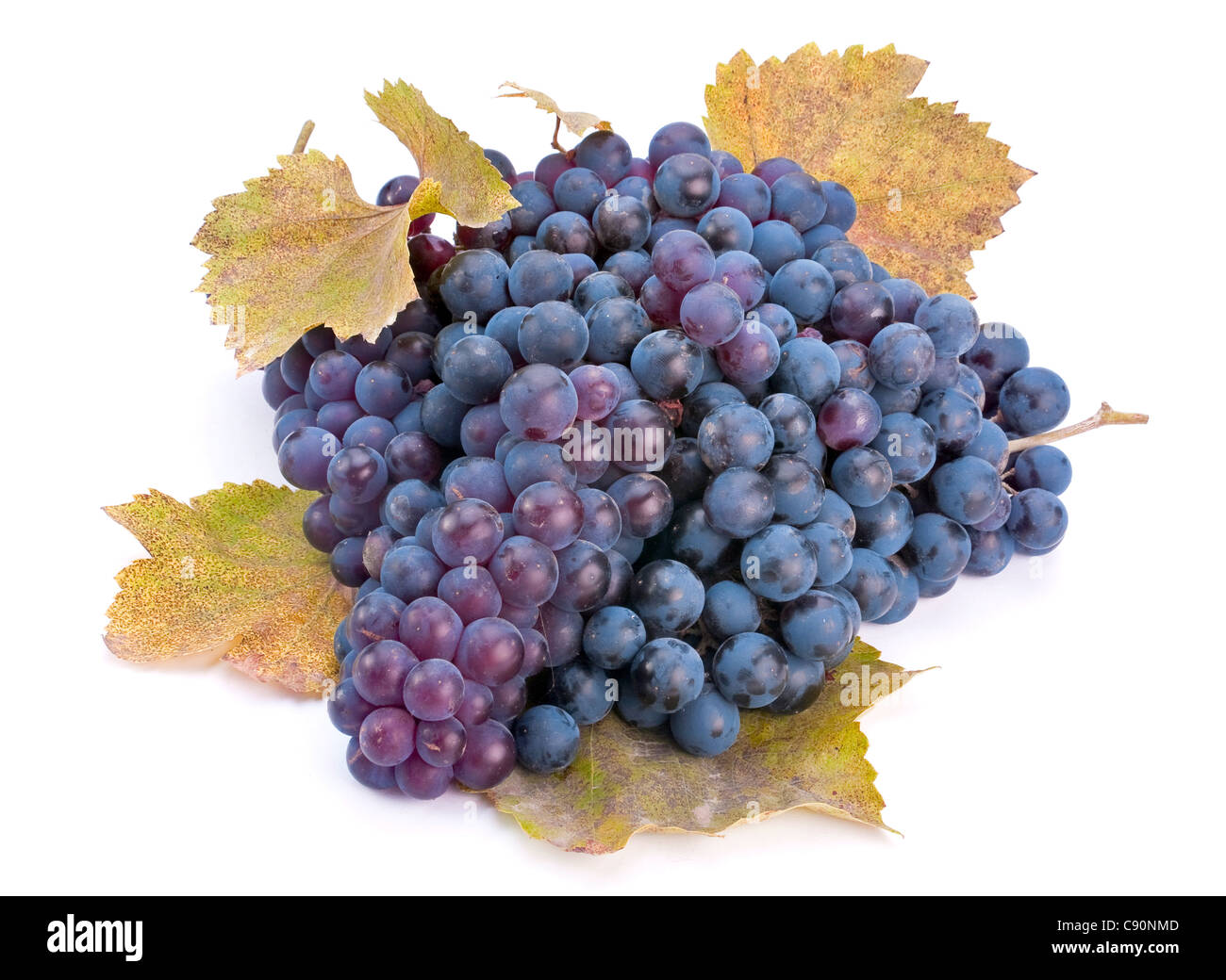 Blue grape hi-res stock photography and images - Alamy