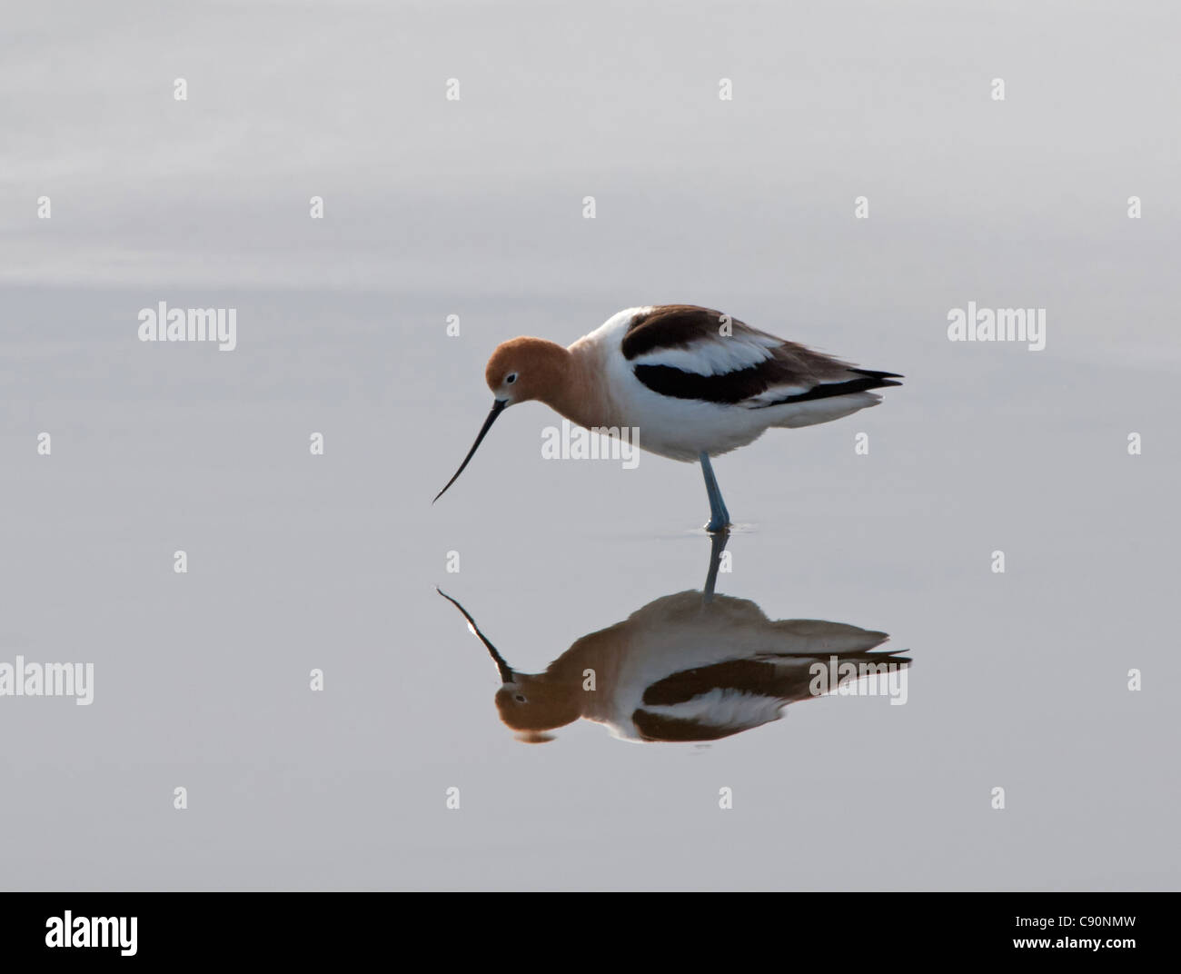 American avocet colours hi-res stock photography and images - Alamy