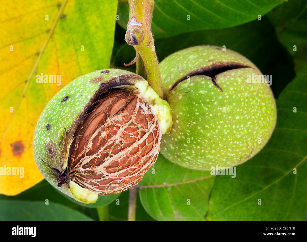 Walnut nut closeup on tree with leaf Stock Photo - Alamy