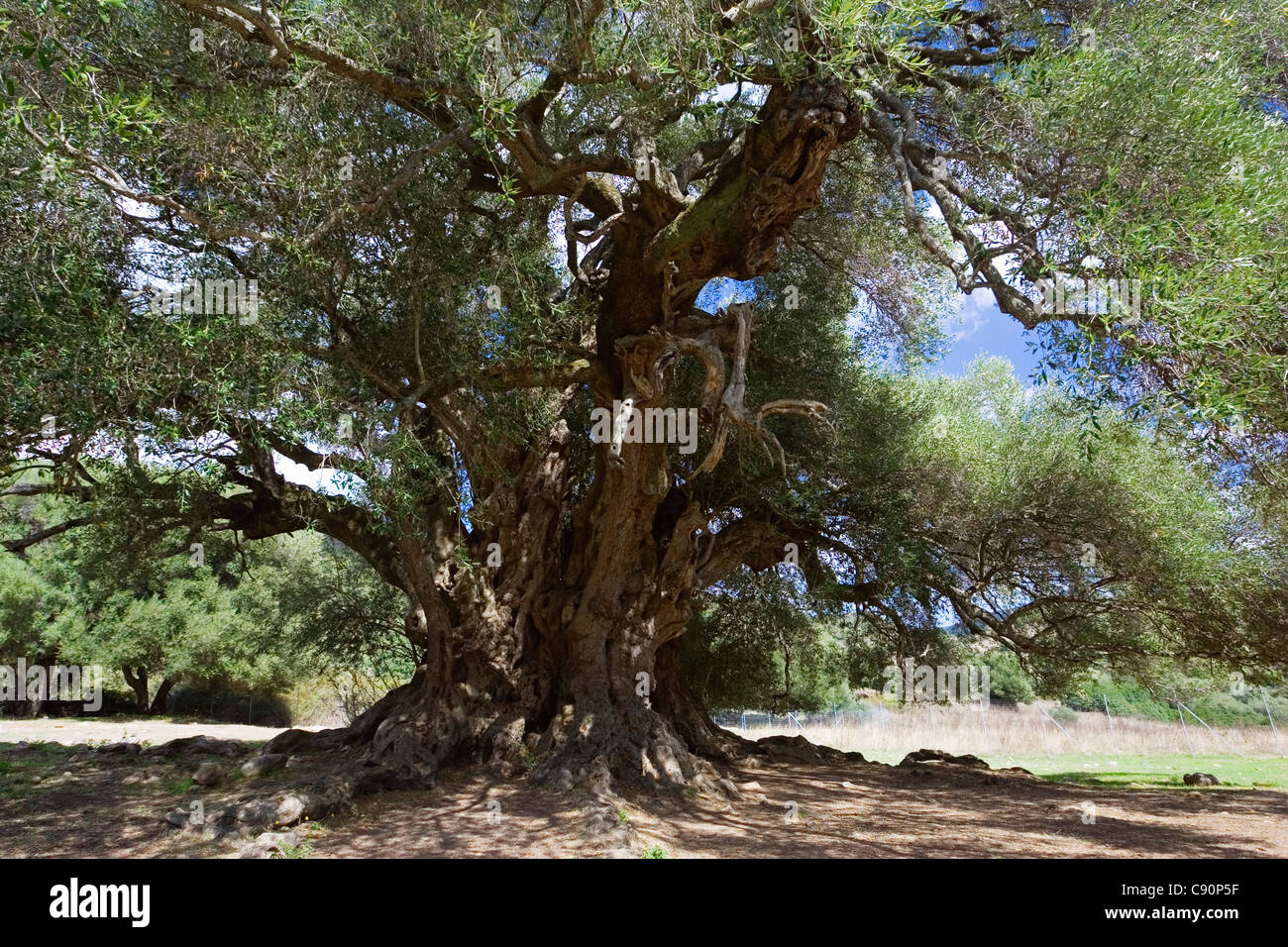 Three thousand year old olive tree, Olivastri millenari, Sardinia ...