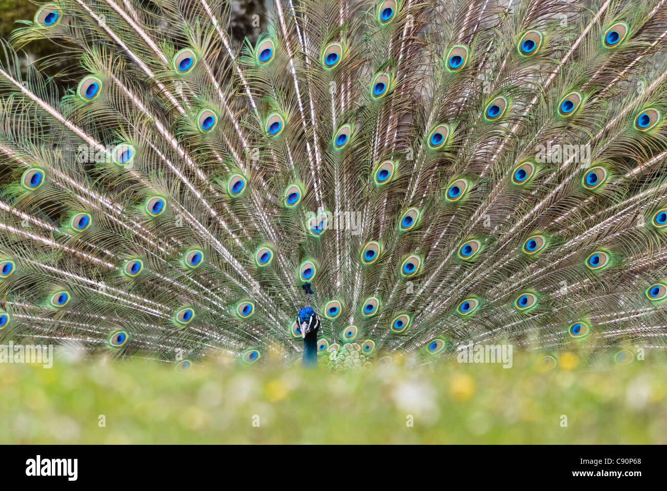 Galliformes india hi-res stock photography and images - Alamy