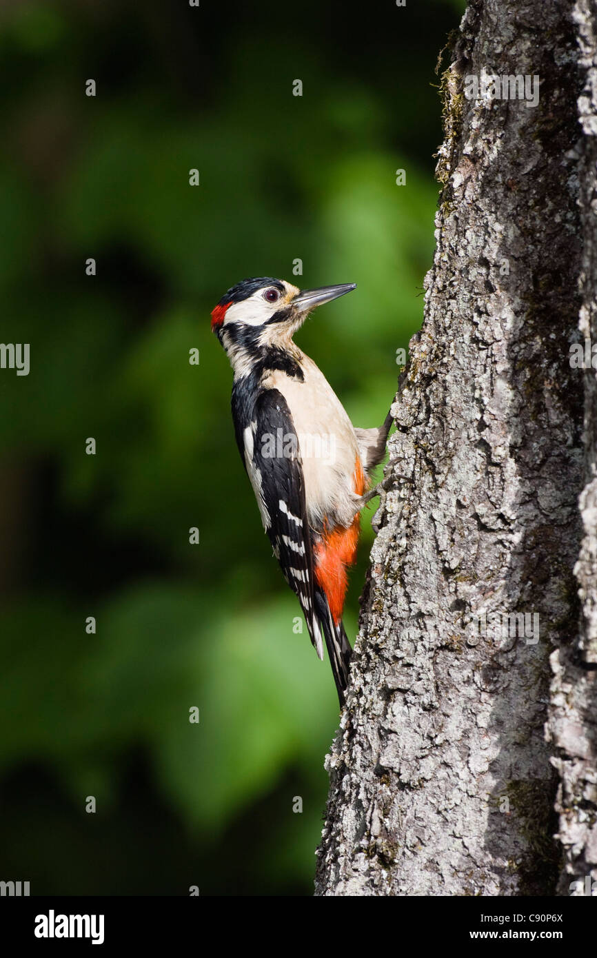 Great Spotted Woodpecker at a trunk, Picoides major, Bavaria, Germany ...