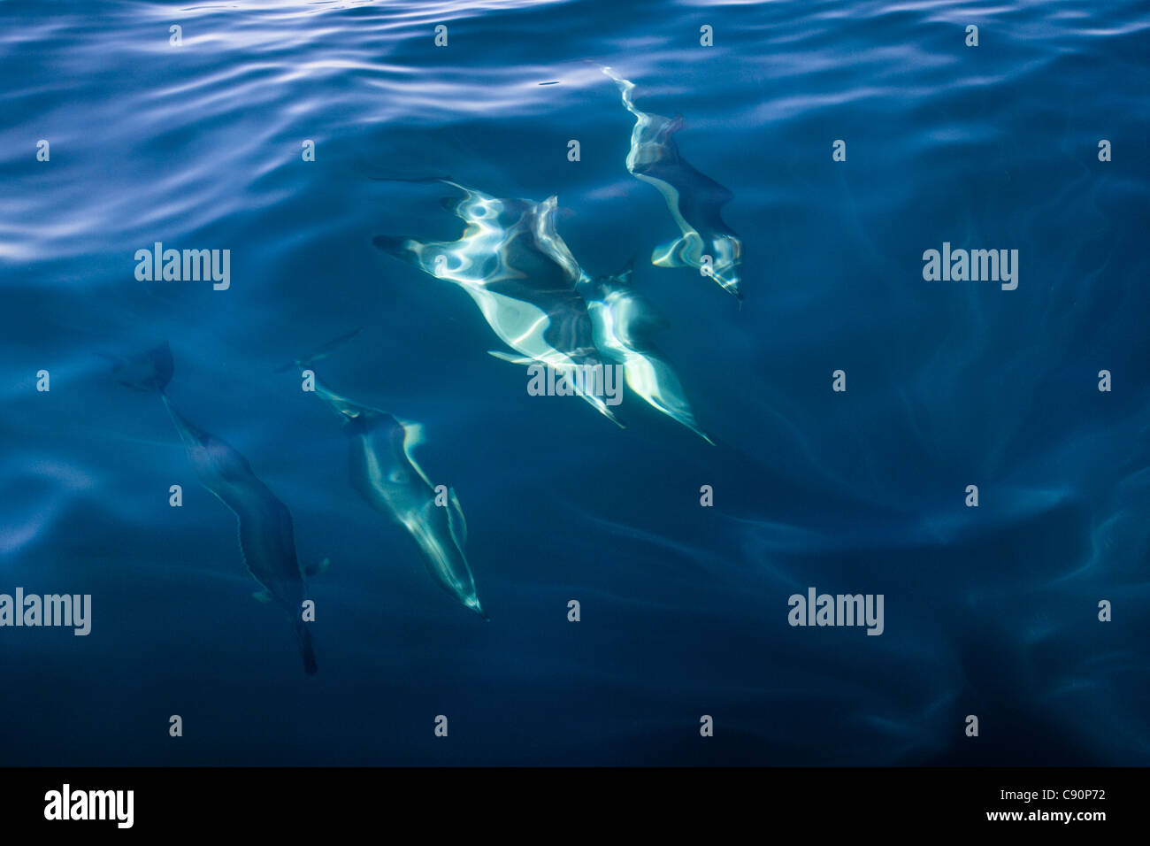 Common dolphins, Delphinus delphis, in the Atlantic ocean off the Algarve coast, Portugal ...