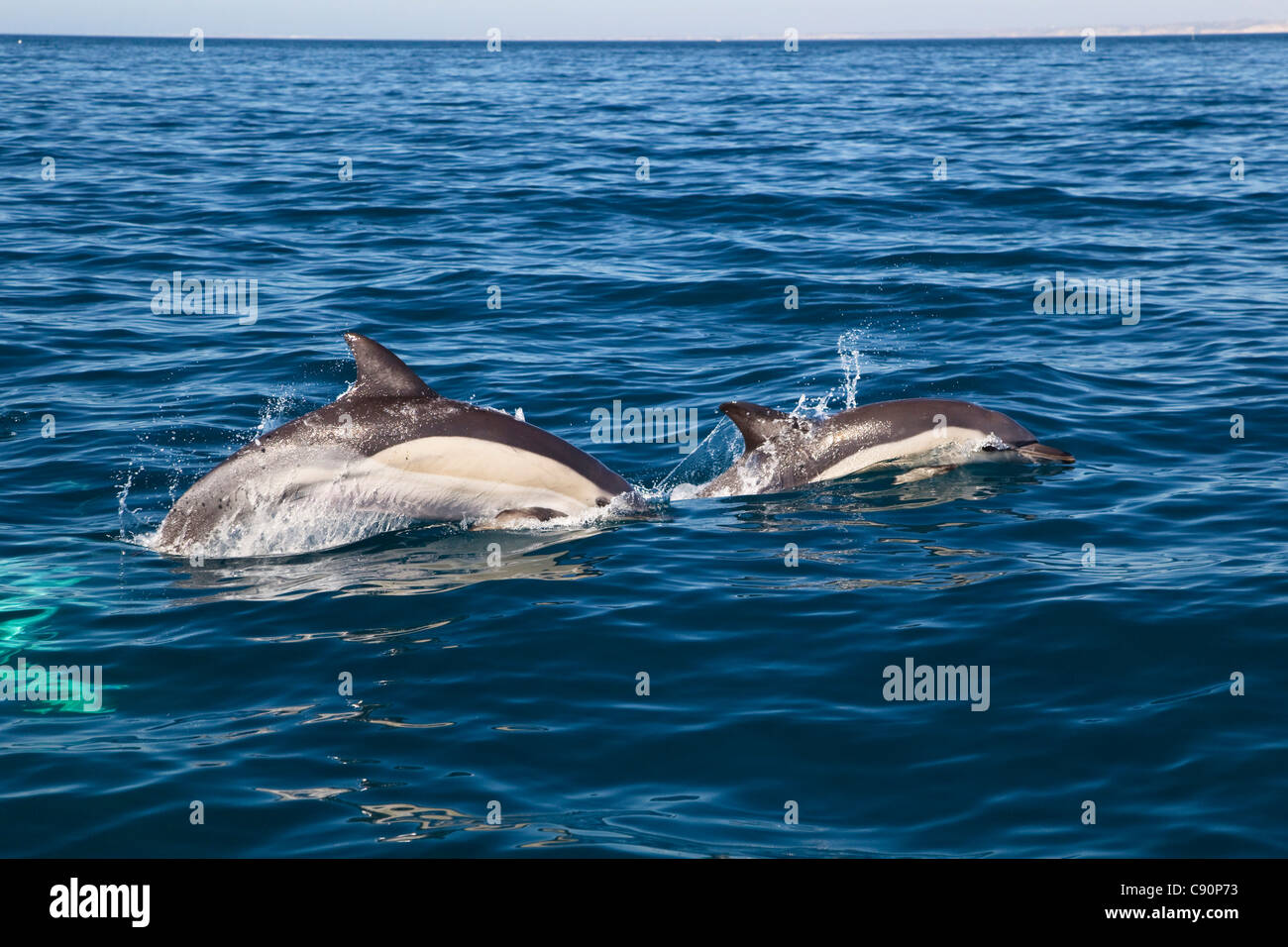 Common dolphins, Delphinus delphis, in the Atlantic ocean off the Algarve coast, Portugal ...