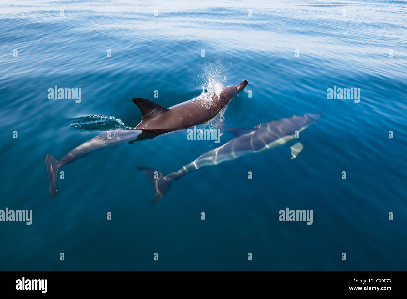 Common dolphins, Delphinus delphis, in the Atlantic ocean off the Algarve coast, Portugal ...