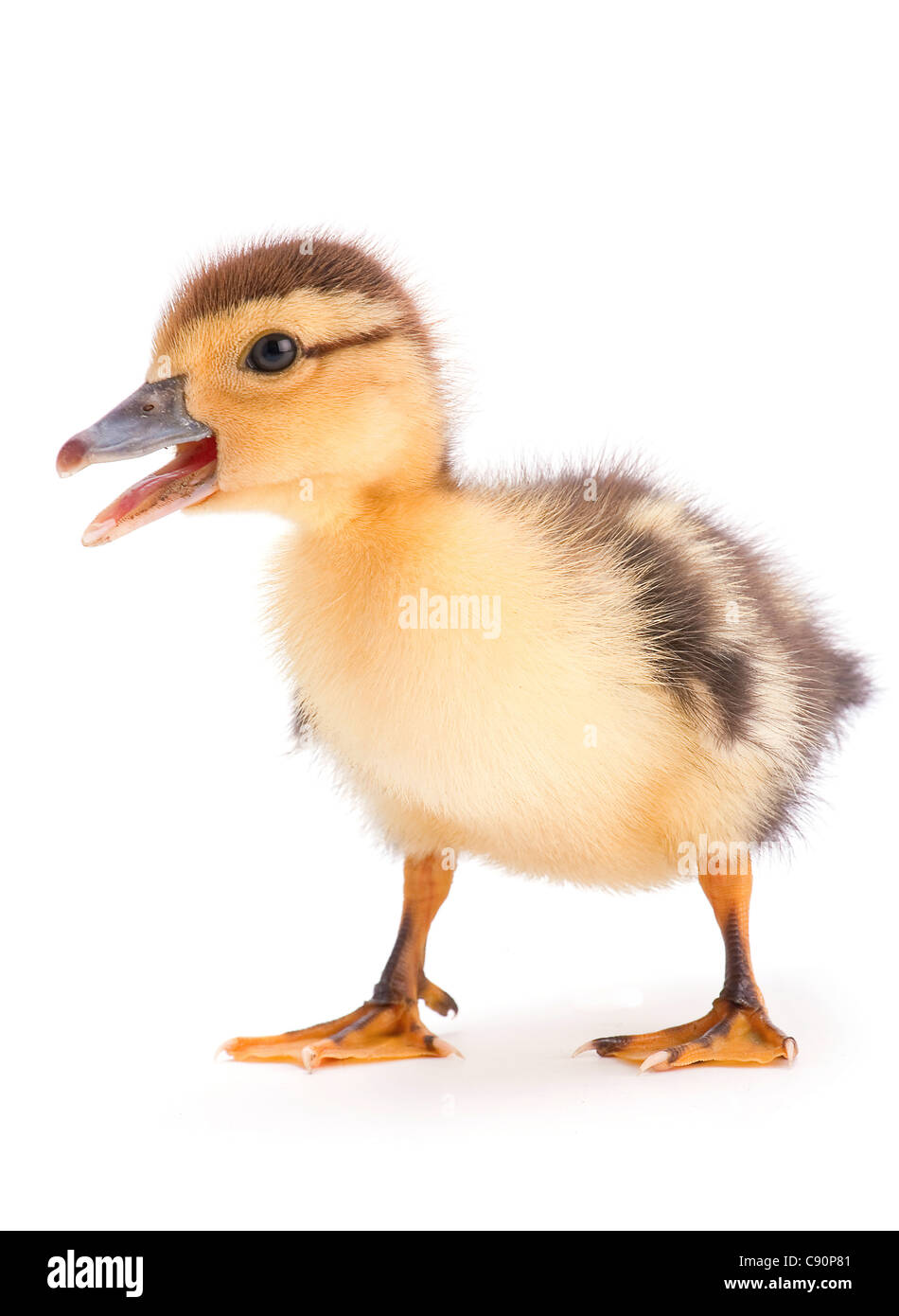Duckling hi-res stock photography and images - Alamy