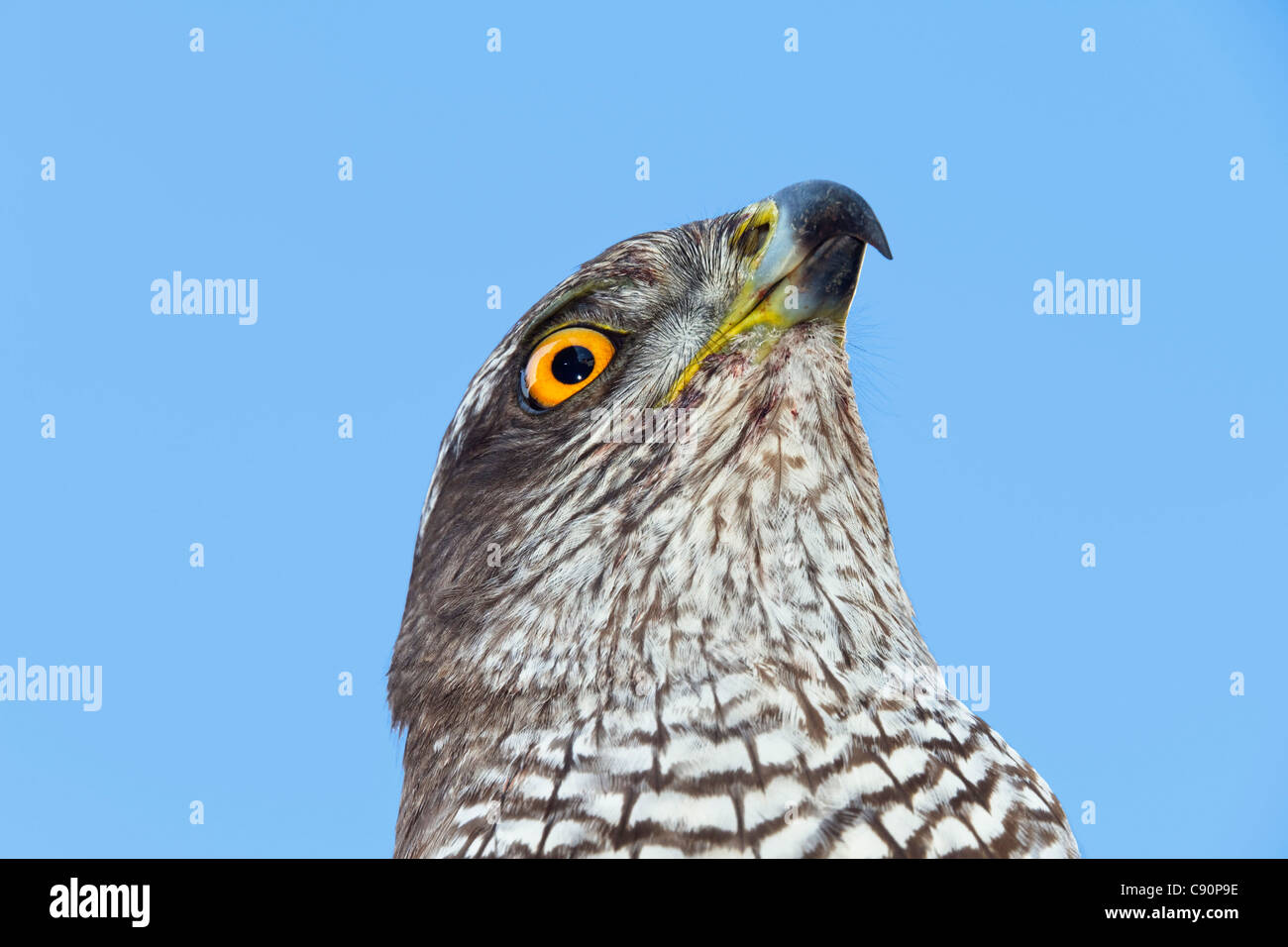Portrait of a goshawk female, Accipiter gentilis, Bavaria, Germany ...