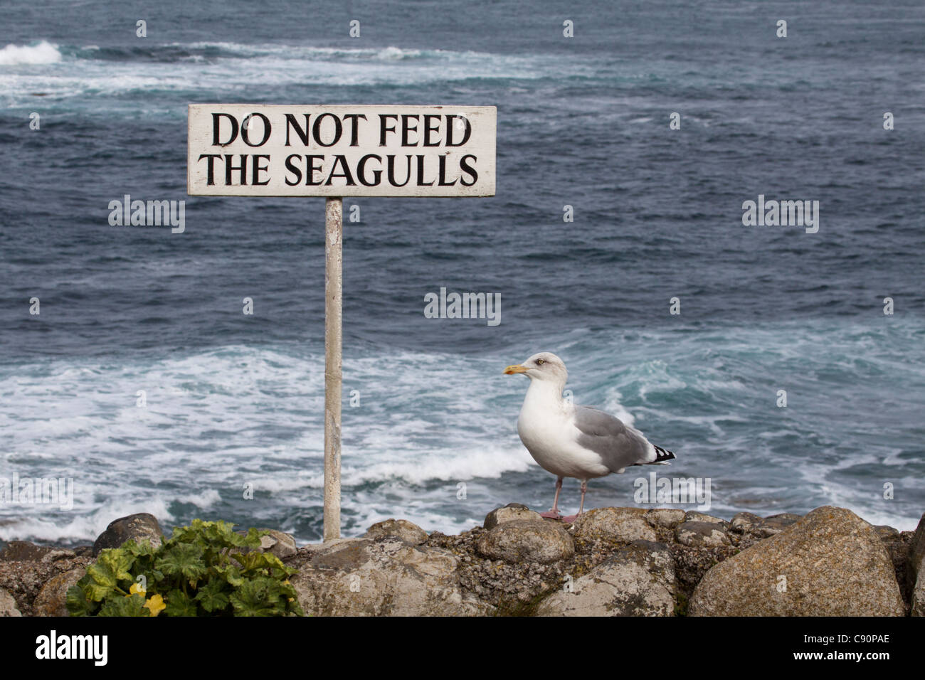 Nuisance of seagulls hi-res stock photography and images - Alamy