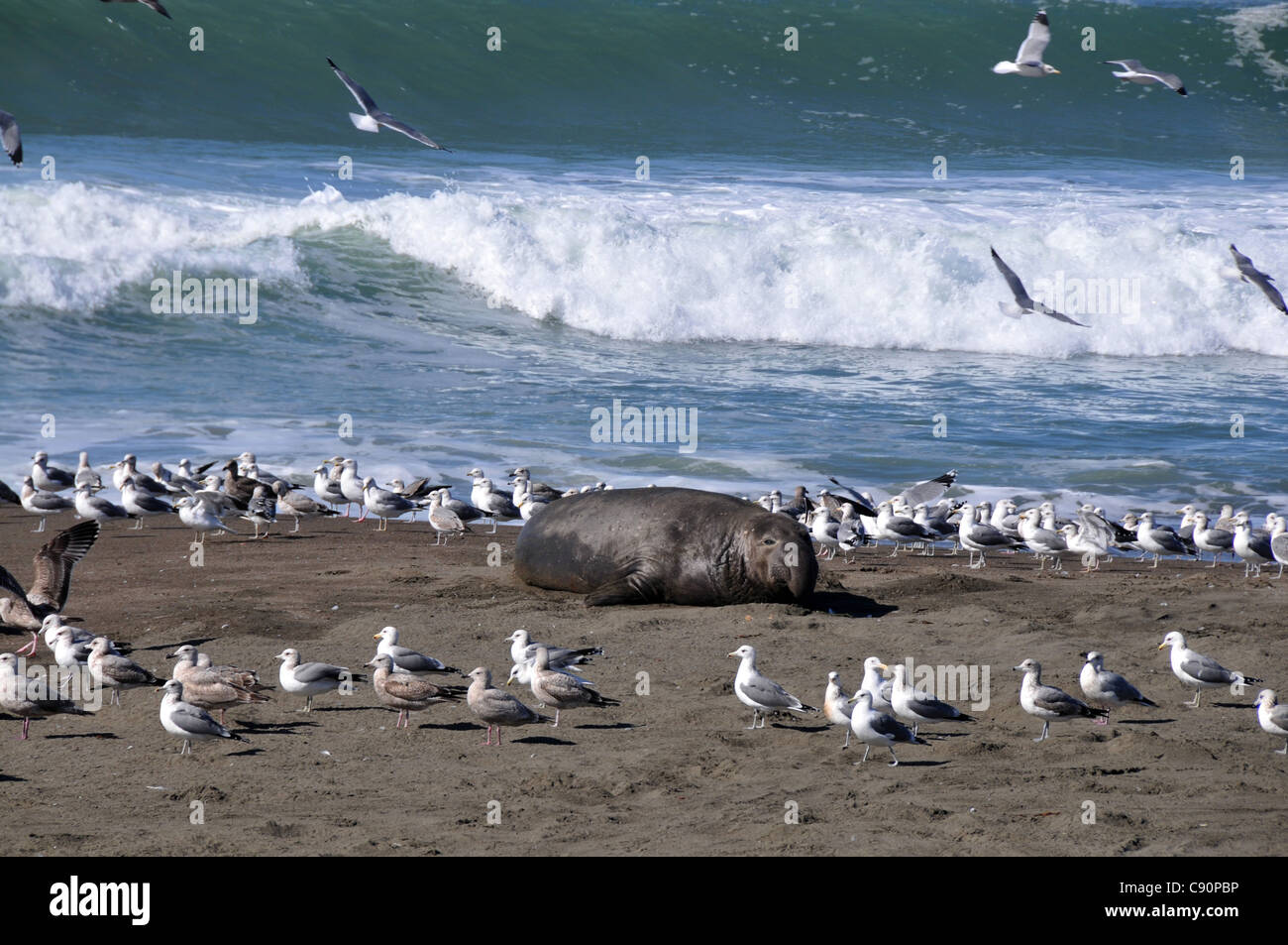 Ragged animal hi-res stock photography and images - Alamy