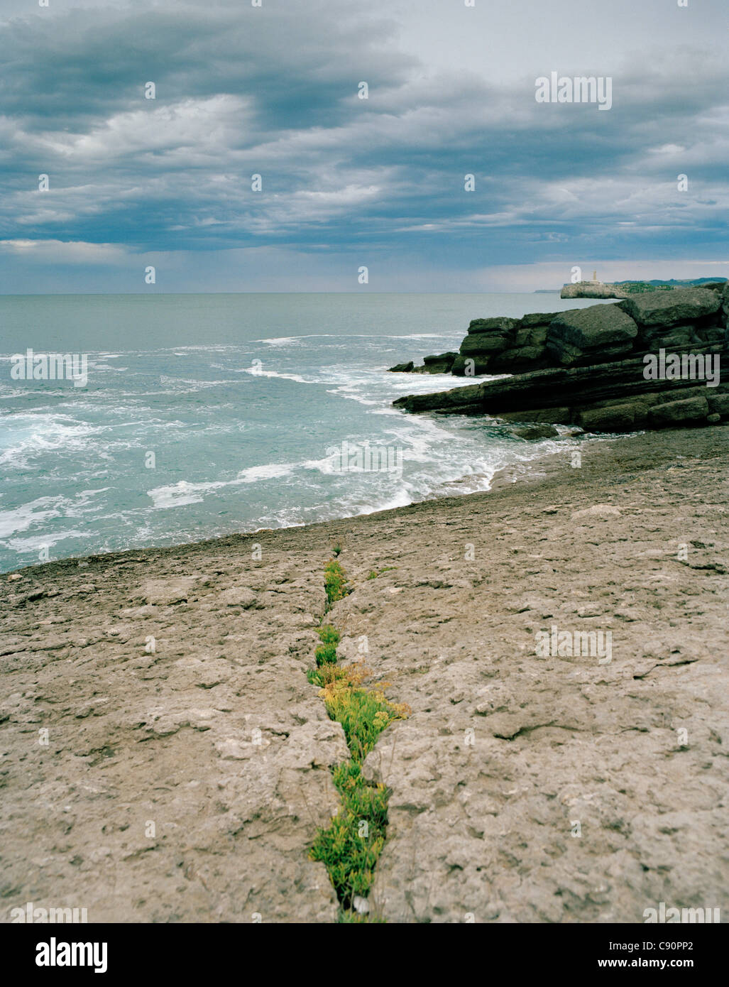 Plants in a crevice, coastal landscape near the city park, Santander ...