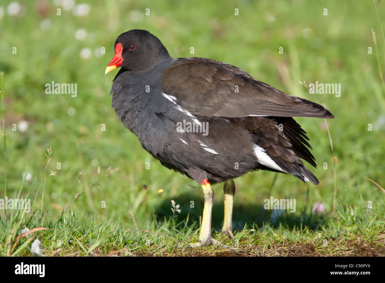 European Moorhen - Derbyshire, England Stock Photo - Alamy