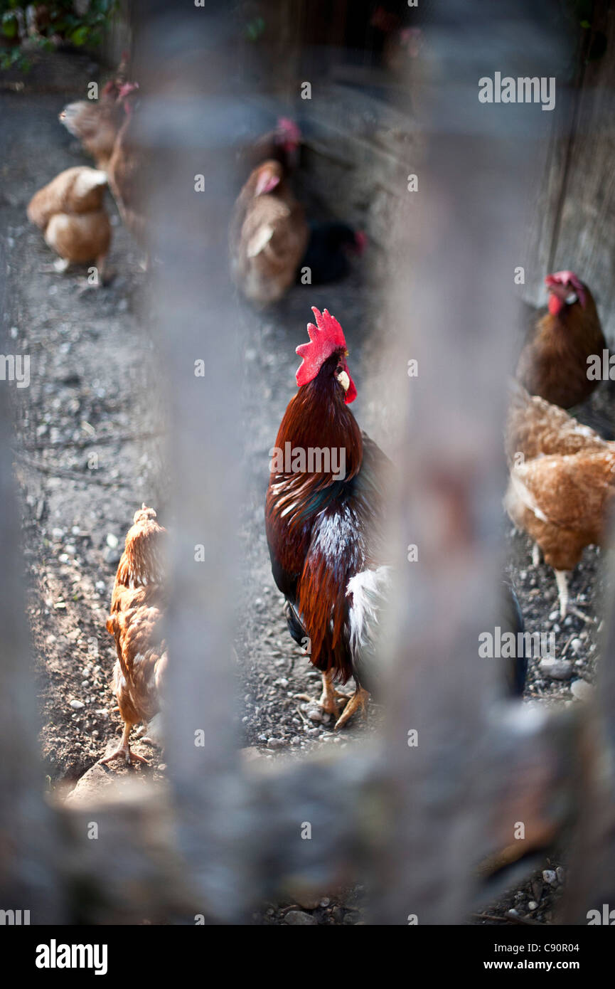 Fence for hens hi-res stock photography and images - Alamy