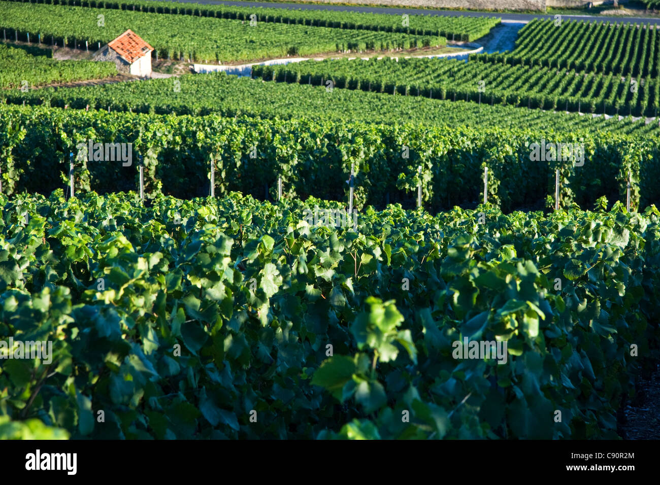 La route des vins d’alsace hi-res stock photography and images - Alamy