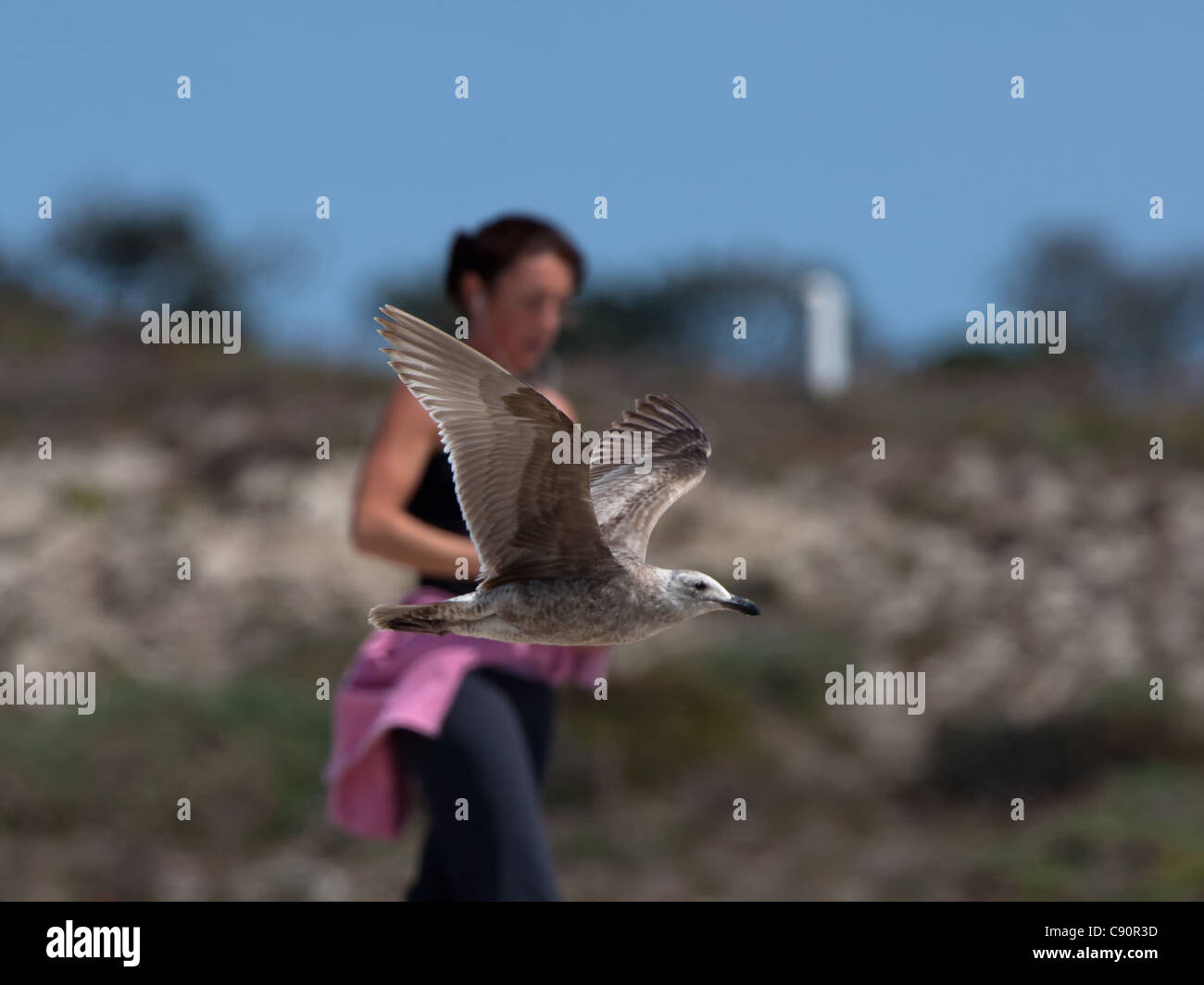 Juvenile black backed gull hi-res stock photography and images - Alamy