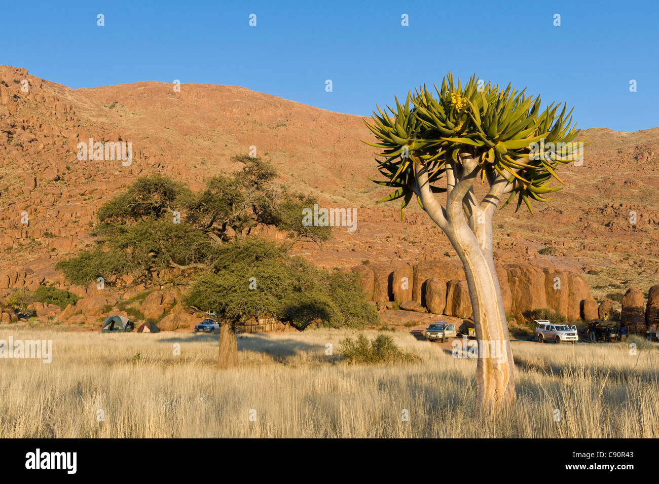 Quiver tree Aloe dichotoma at a campsite on Koiimasis farm Tiras ...