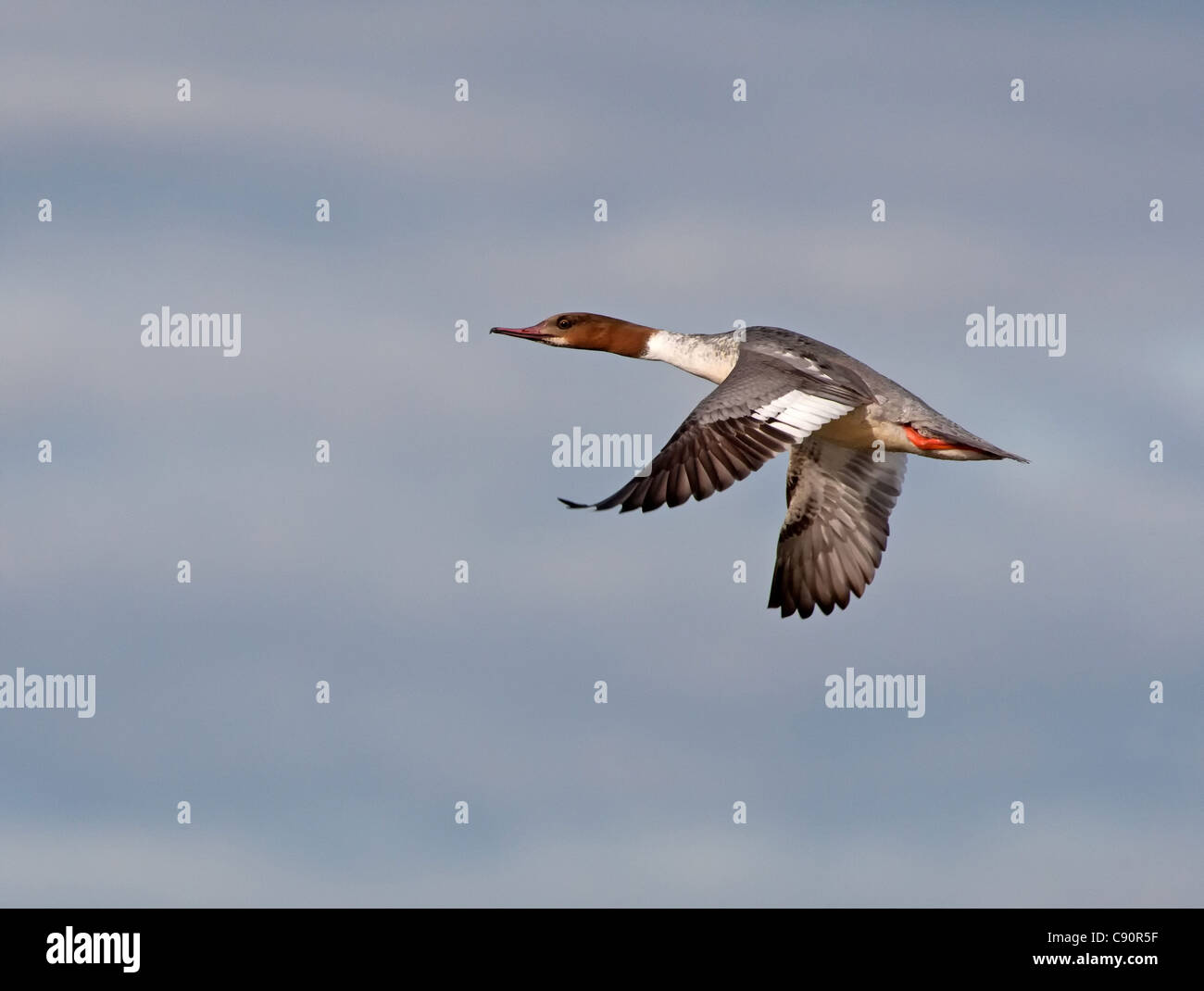 Goosander in flight - Derbyshire England Stock Photo - Alamy