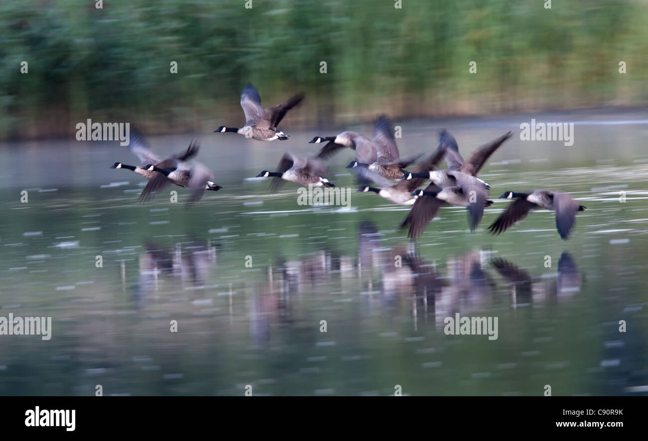 White rump in flight hi-res stock photography and images - Alamy