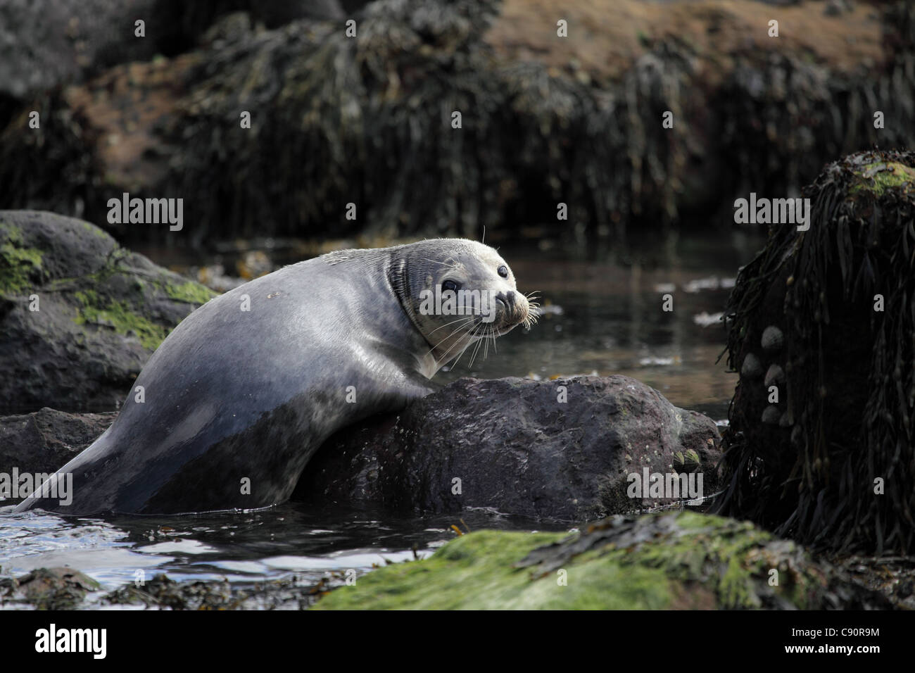 Grey seal ravenscar hi-res stock photography and images - Alamy