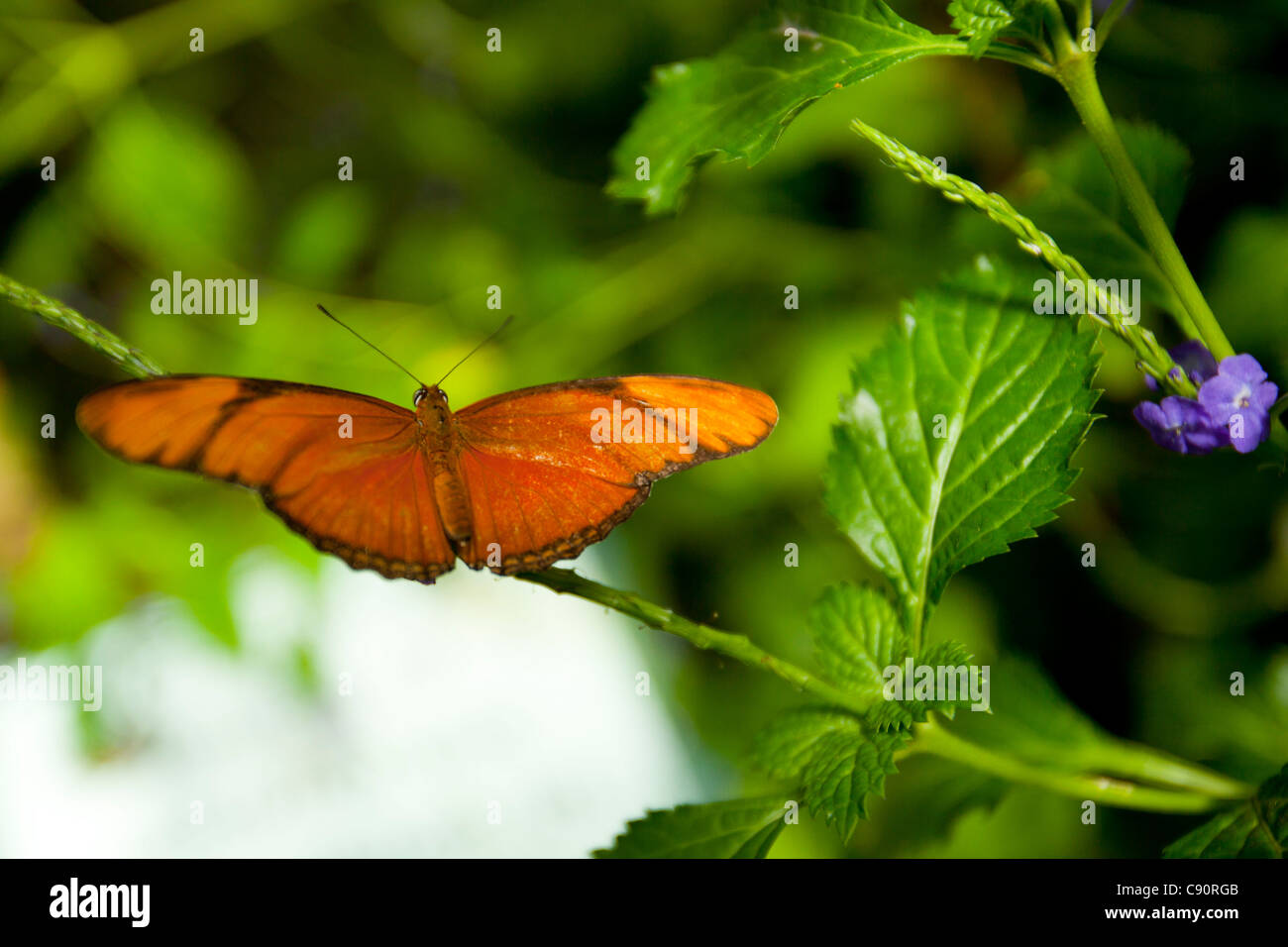 Orange Flame Butterfly landing on green plant at Butterfly World ...