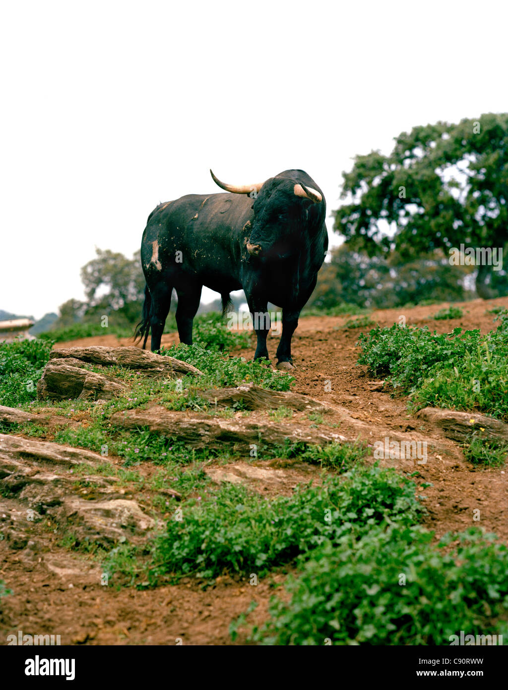 Fighting bull Toro Bravo, breed of Ganaderia de Sancho Davila, Sierra ...