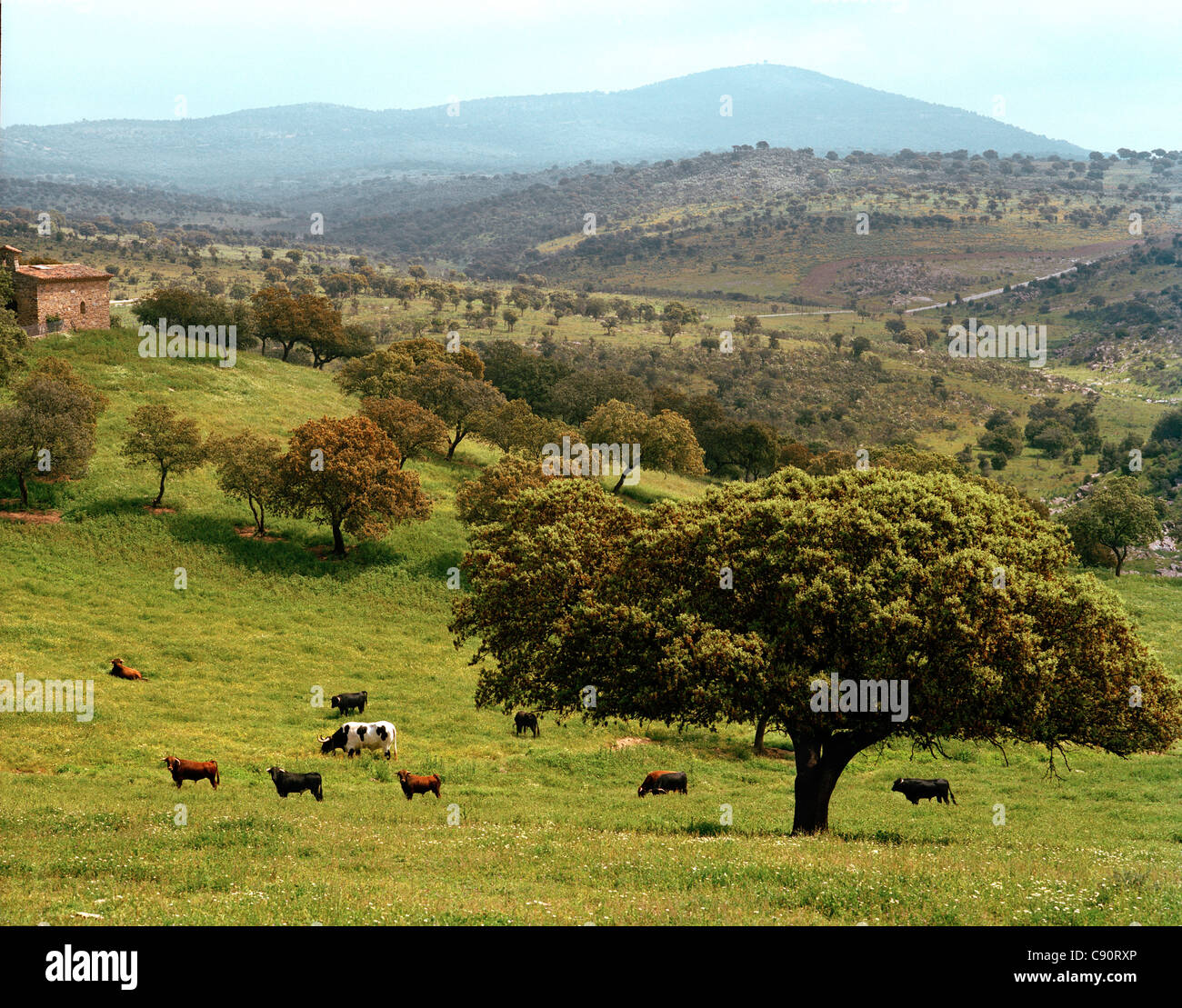 Fighting bulls, Toro Bravo and cows, breed of Ganaderia de Sancho ...