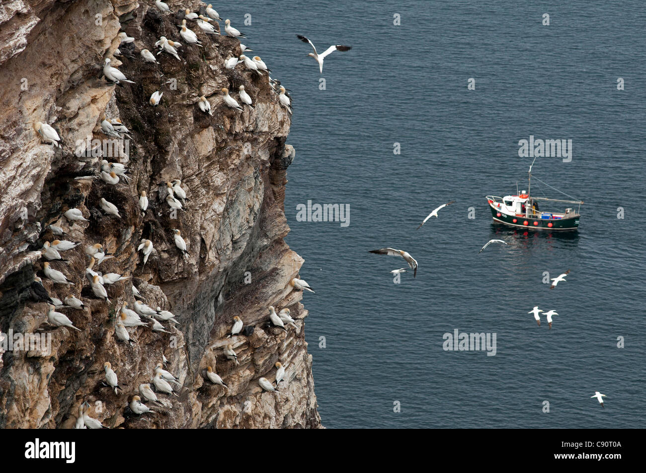 Gannet colony at Troup Head, Aberdeenshire, Scotland Stock Photo - Alamy
