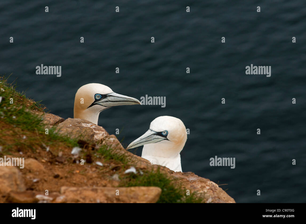 Gannet colony, Troup Head, Aberdeenshire, Schottland Stock Photo - Alamy