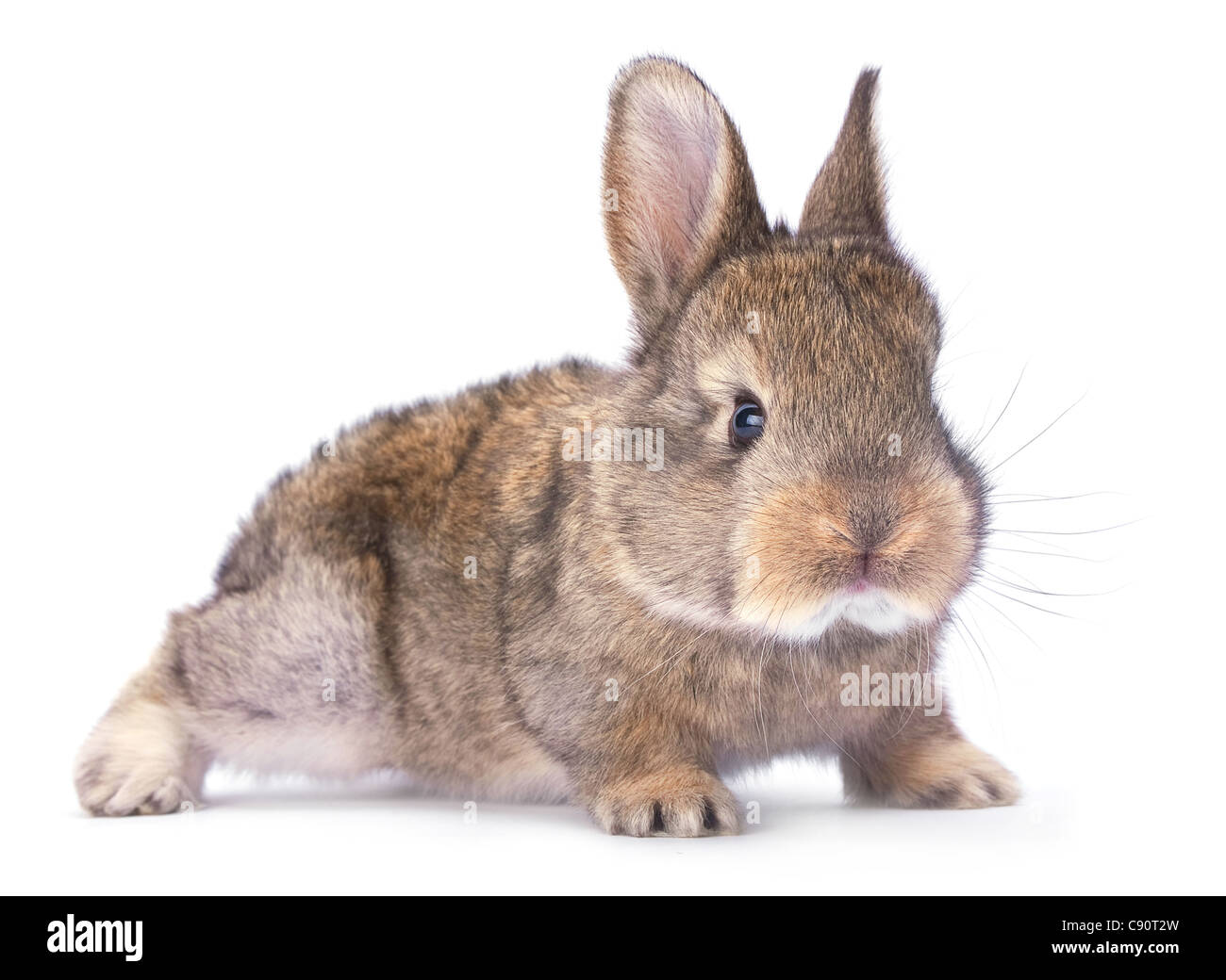 Baby rabbit farm animal closeup on white background Stock Photo - Alamy