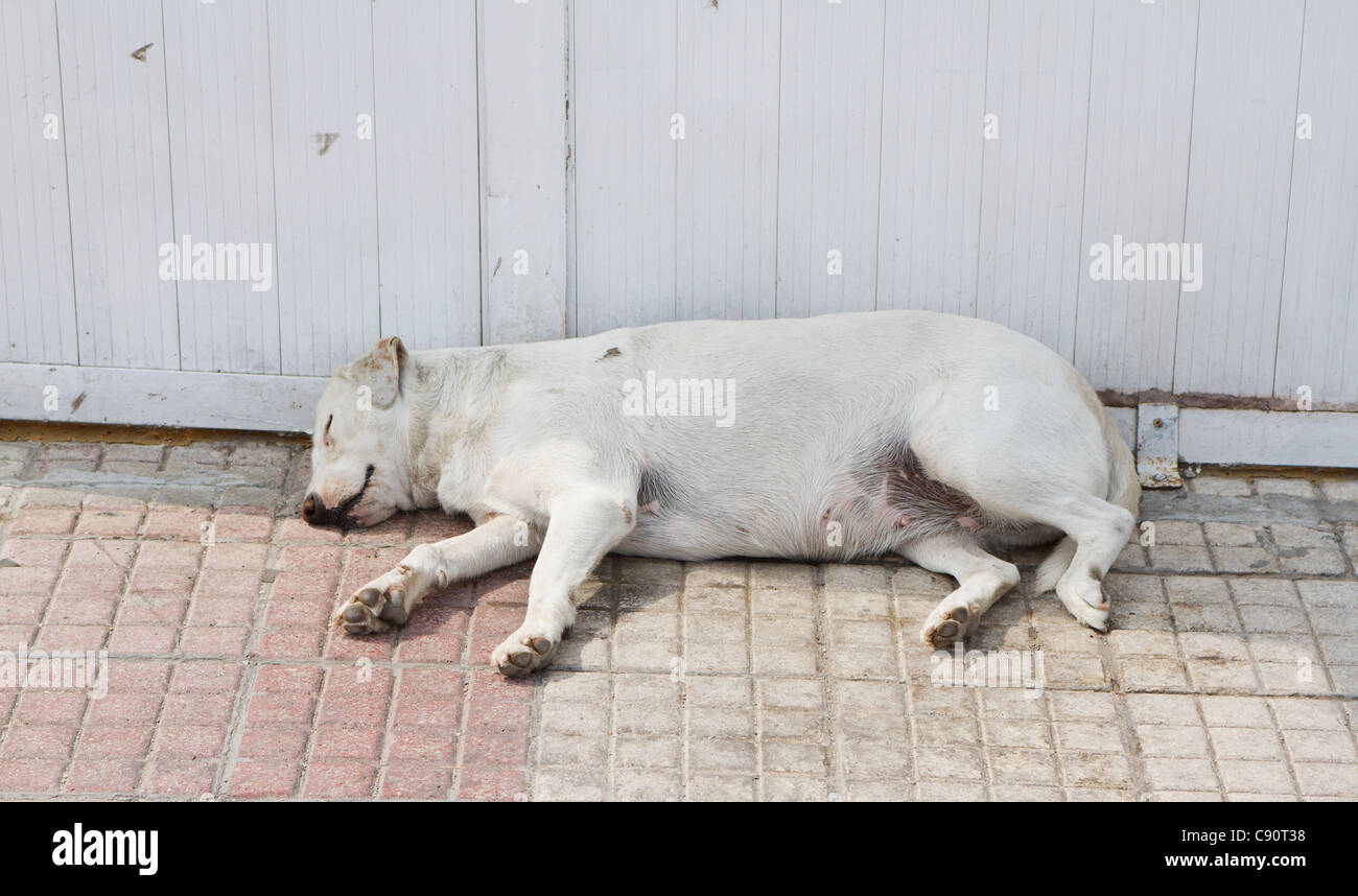 Fat White Dog The FAT DOG Site] Visuals