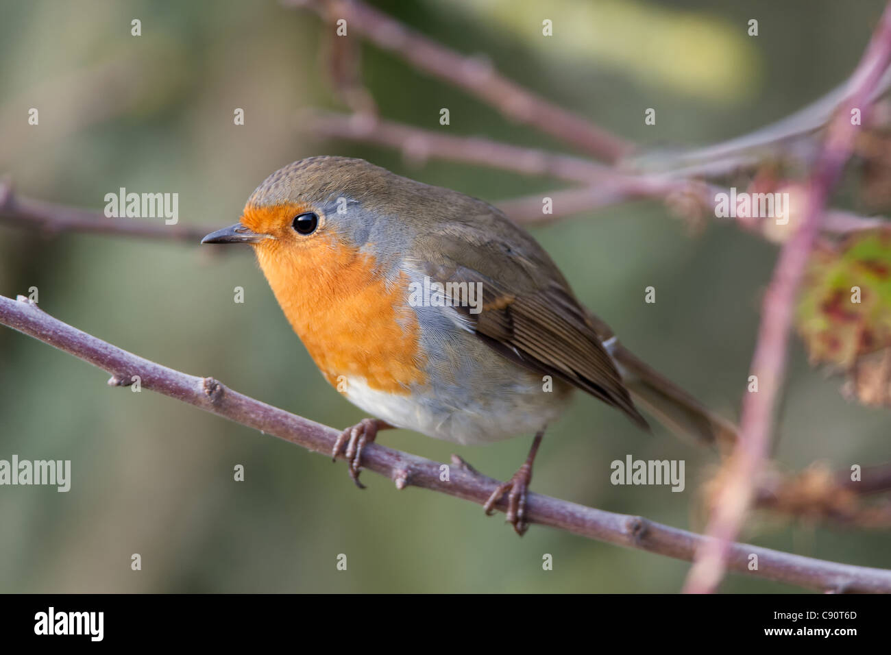 Robin in tree - England Stock Photo - Alamy
