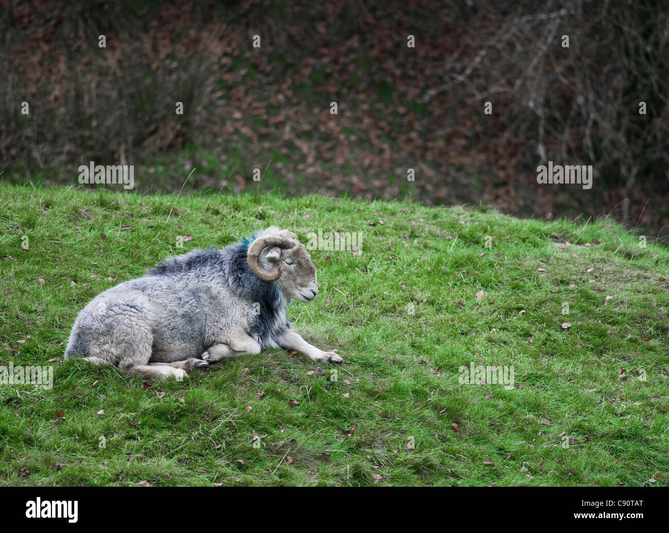 Herdwick ram sheep hi-res stock photography and images - Alamy