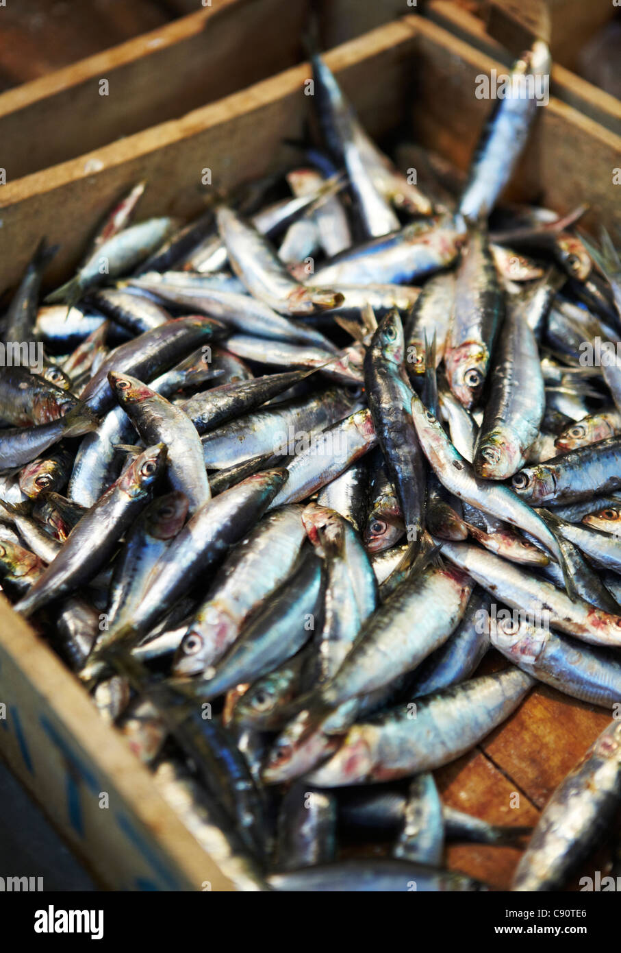 Freshly caught sardines hi-res stock photography and images - Alamy