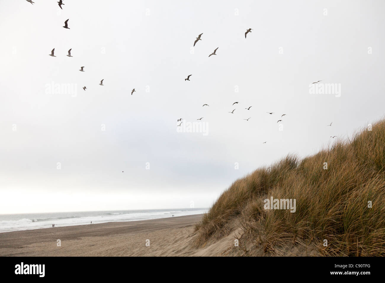Gulls of south america hi-res stock photography and images - Alamy