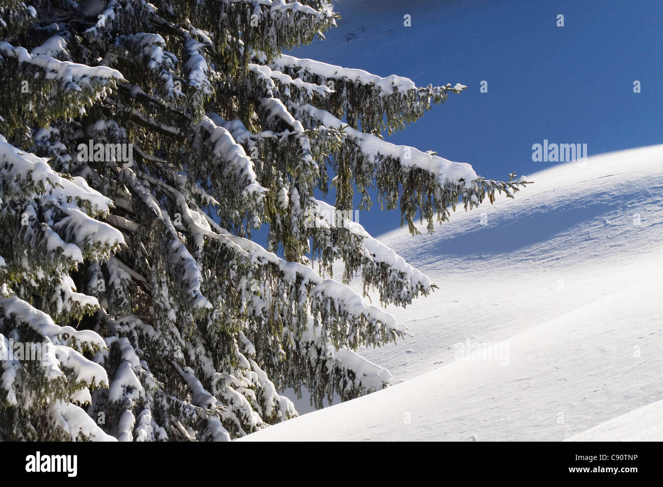 Snowy spruces, winter scenery in the Bavarian Alps, Upper Bavaria ...