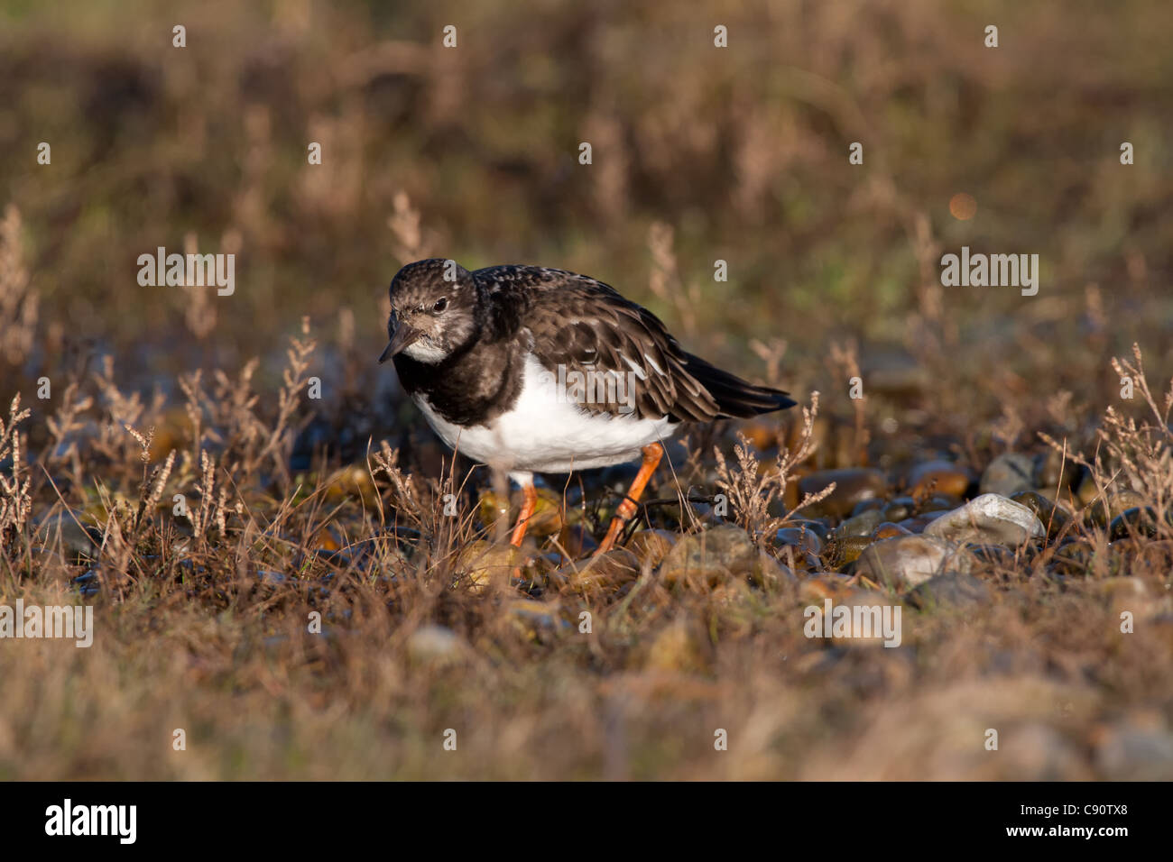 Turnstone [Arenaria interpres] at Salthouse, Norfolk Stock Photo - Alamy