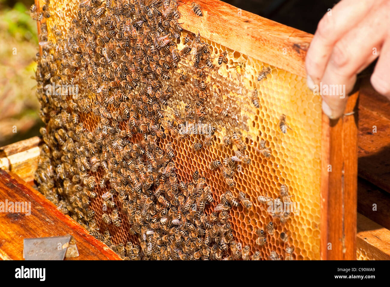 Insects bee working on honeycomb closeup view Stock Photo - Alamy